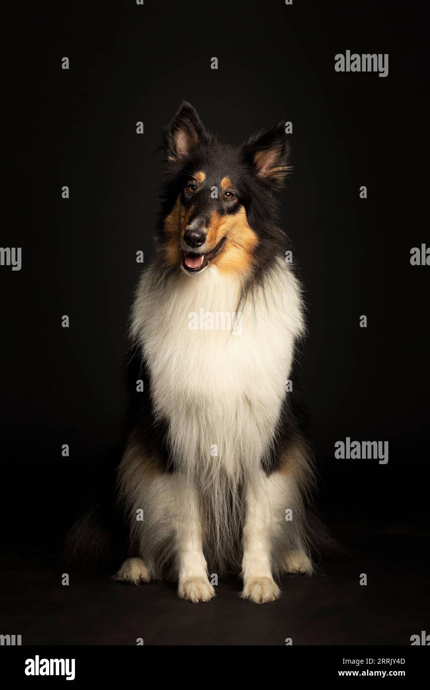 American collie hi-res stock photography and images - Alamy