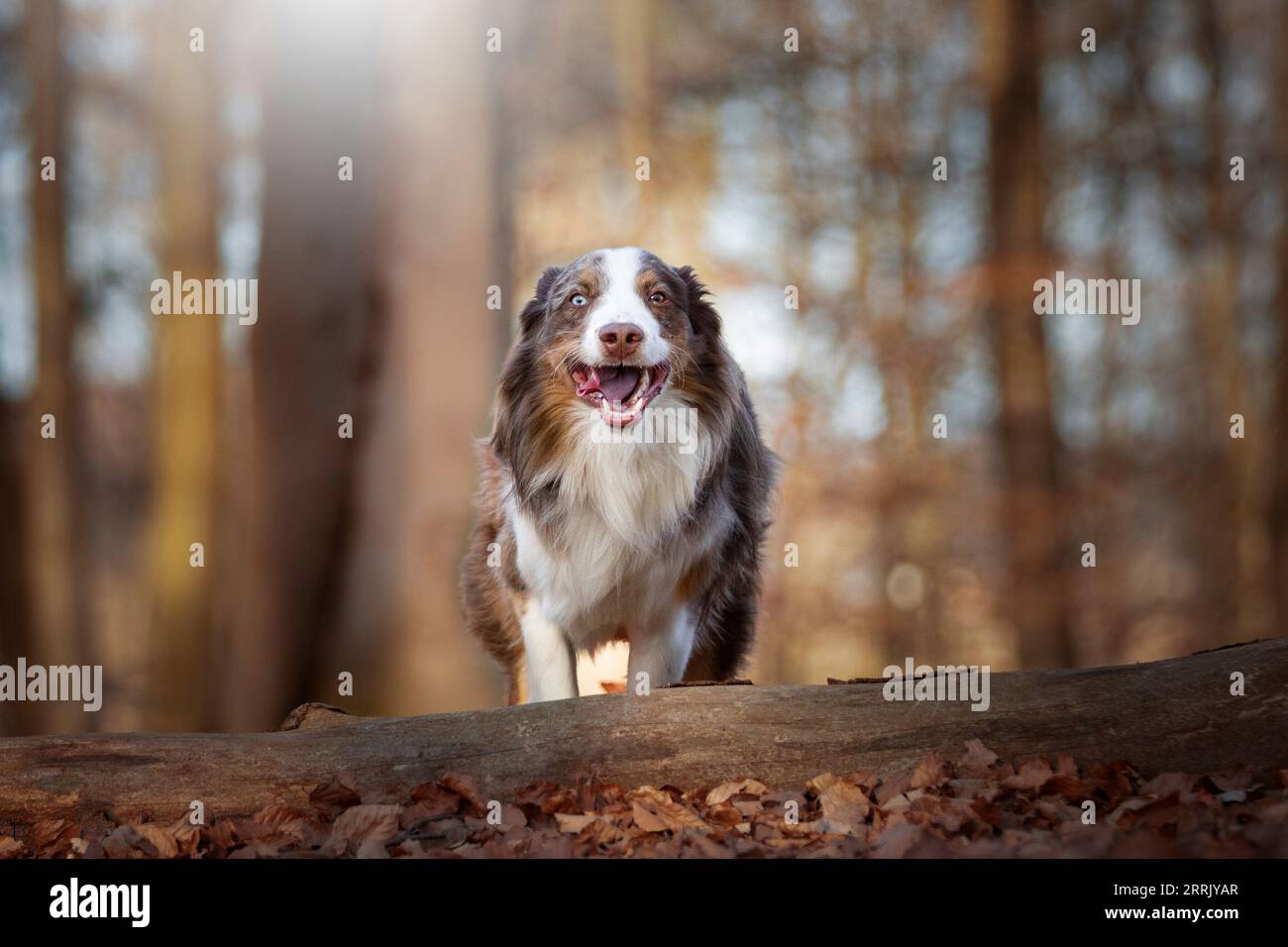 Australia Shepherd in forest Stock Photo - Alamy
