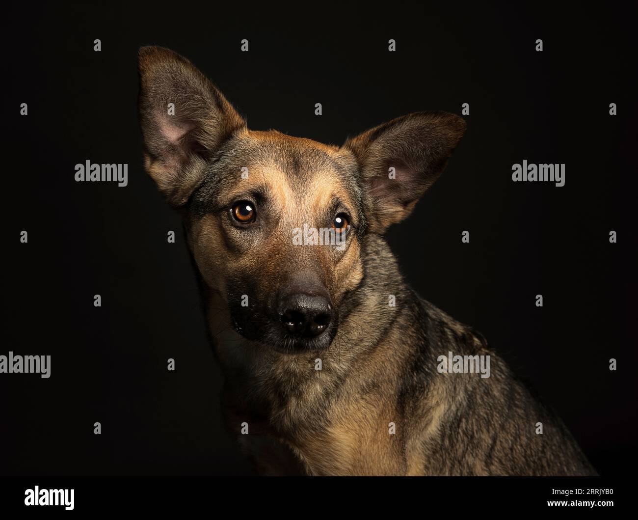 Animal welfare dogs in studio Stock Photo - Alamy