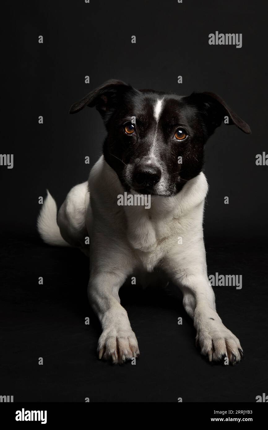 Animal welfare dogs in studio Stock Photo - Alamy