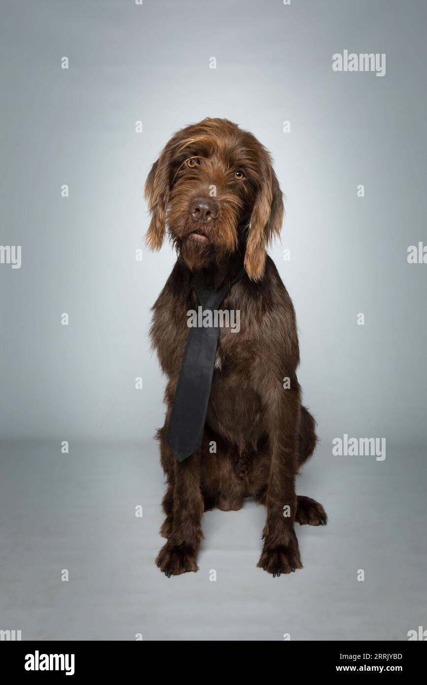 Poodle pointer hi-res stock photography and images - Alamy