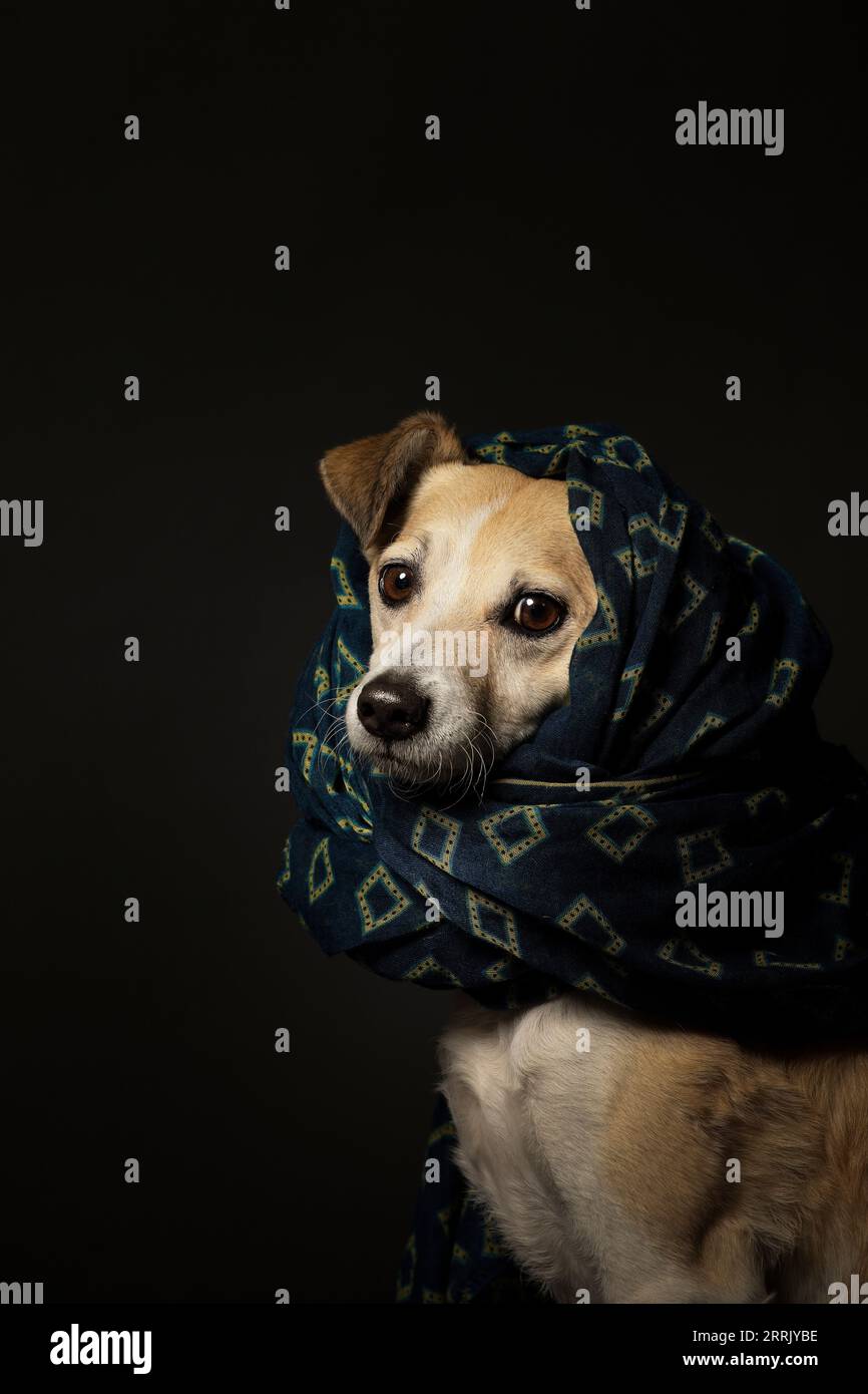 Animal welfare dogs in studio Stock Photo - Alamy