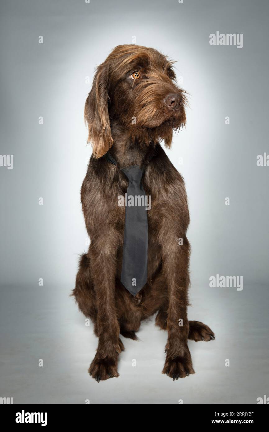 Poodle pointer in photo studio Stock Photo - Alamy