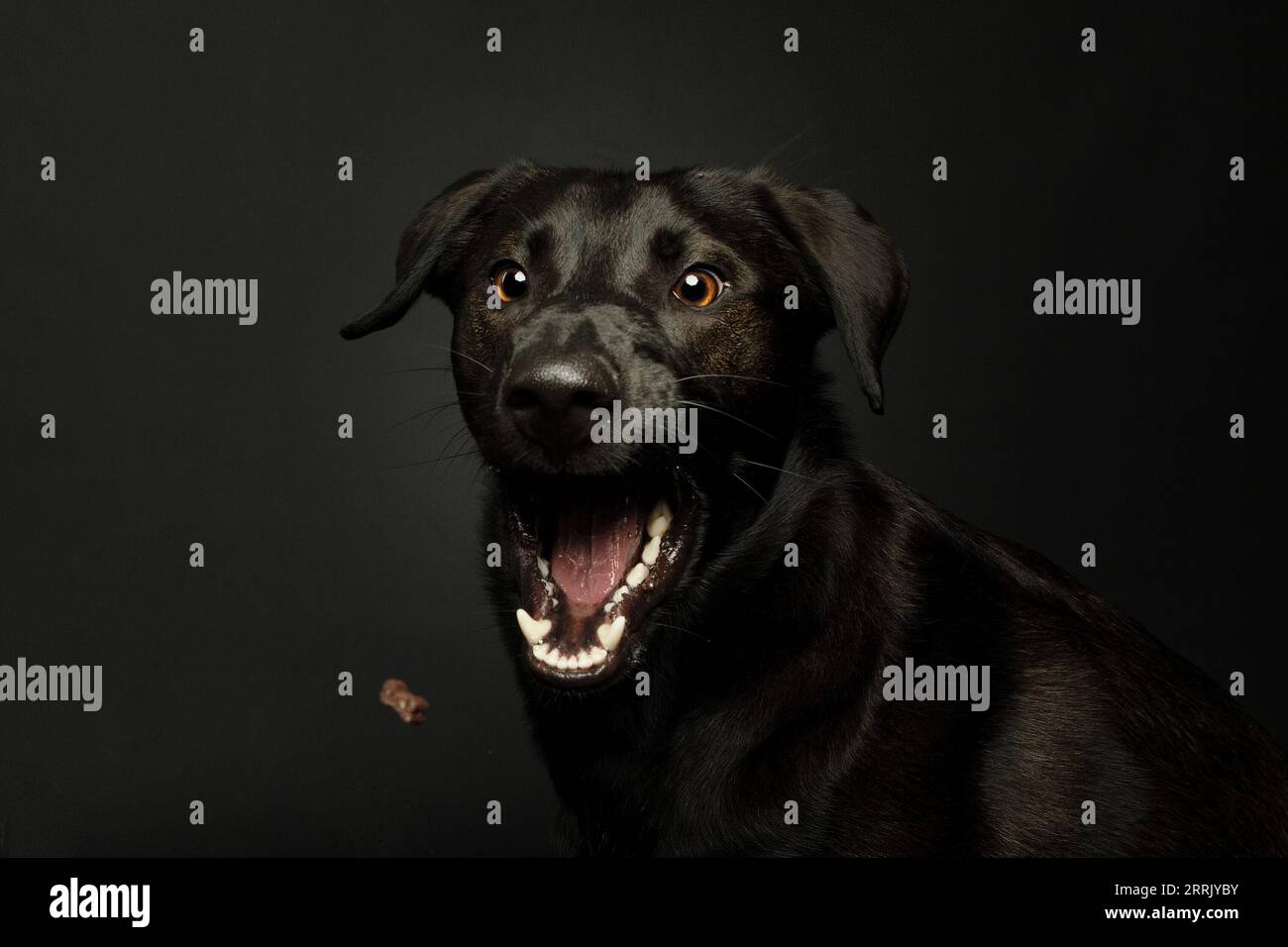 Funny black labrador hi-res stock photography and images - Alamy
