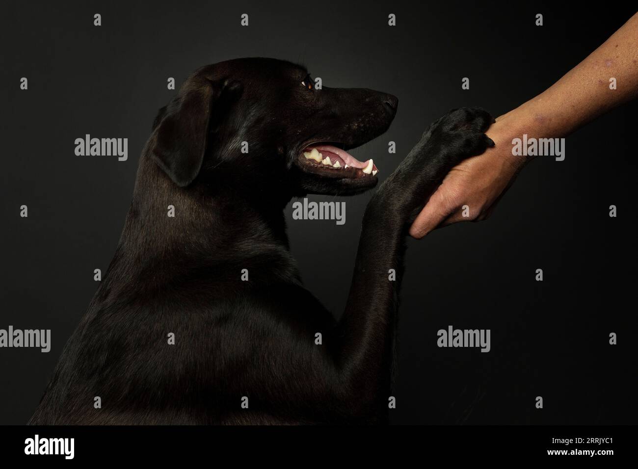 Labrador in studio, give paw Stock Photo - Alamy