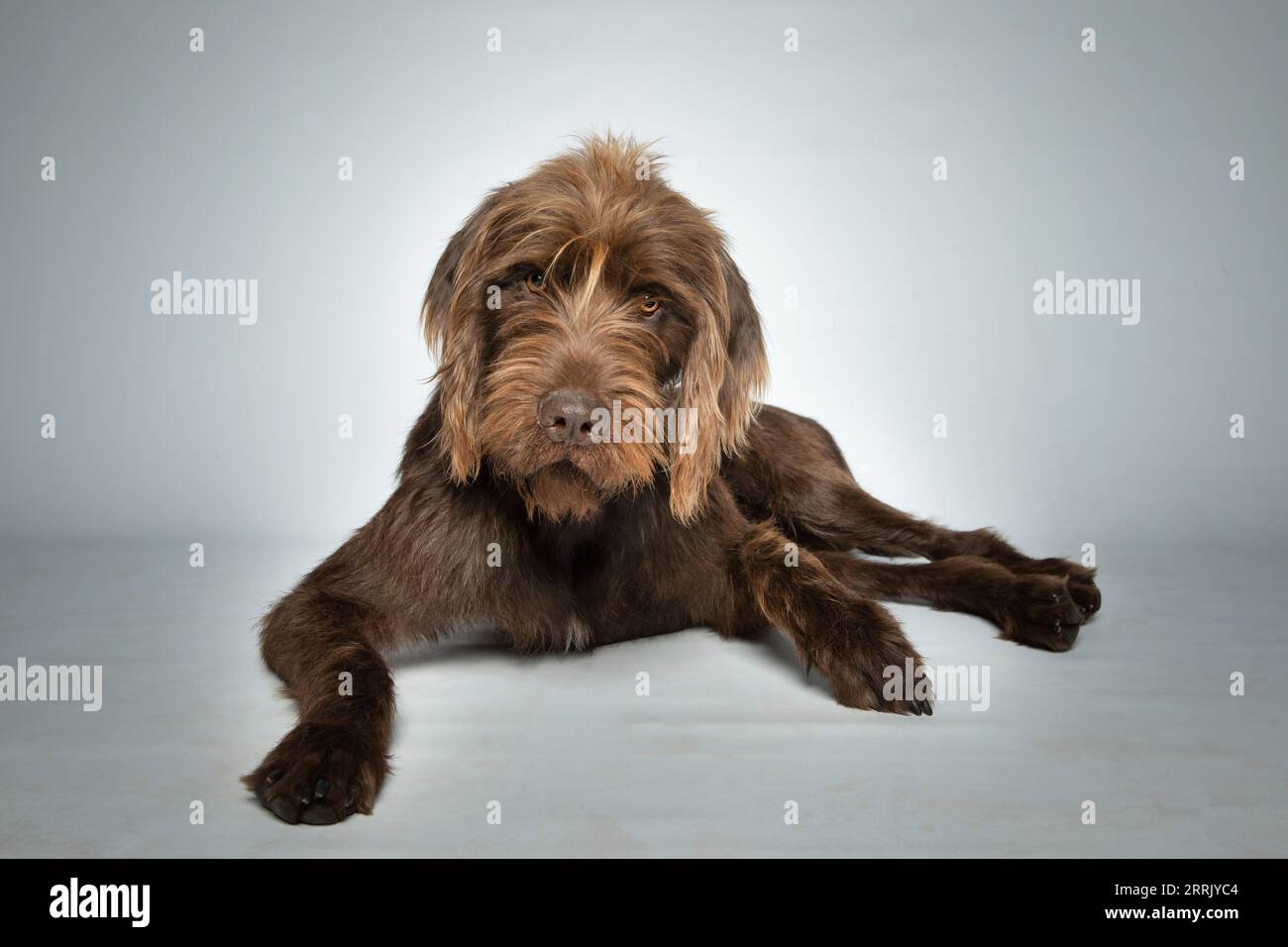 Poodle pointer hi-res stock photography and images - Alamy