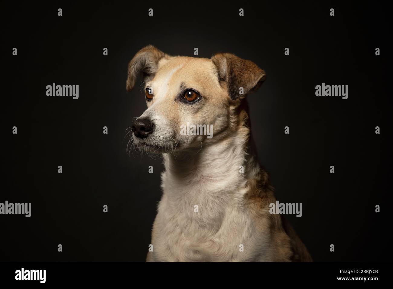 Animal welfare dogs in studio Stock Photo - Alamy