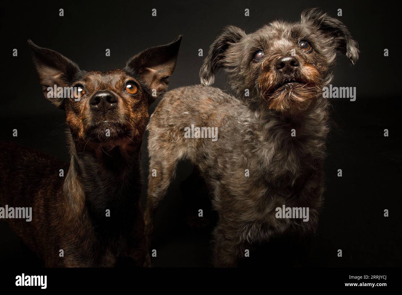 Animal welfare dogs in studio Stock Photo - Alamy