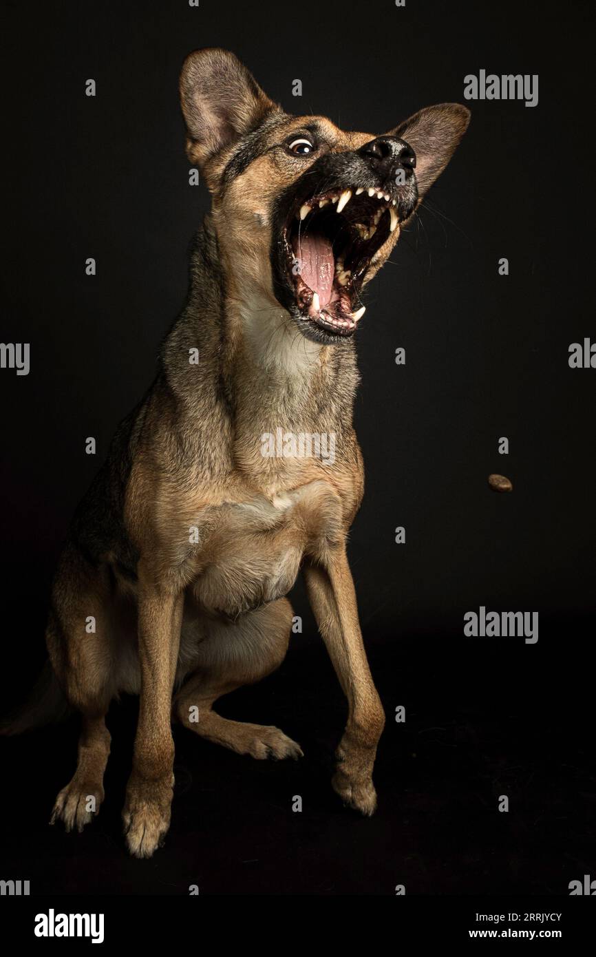 Animal welfare dogs in studio Stock Photo - Alamy