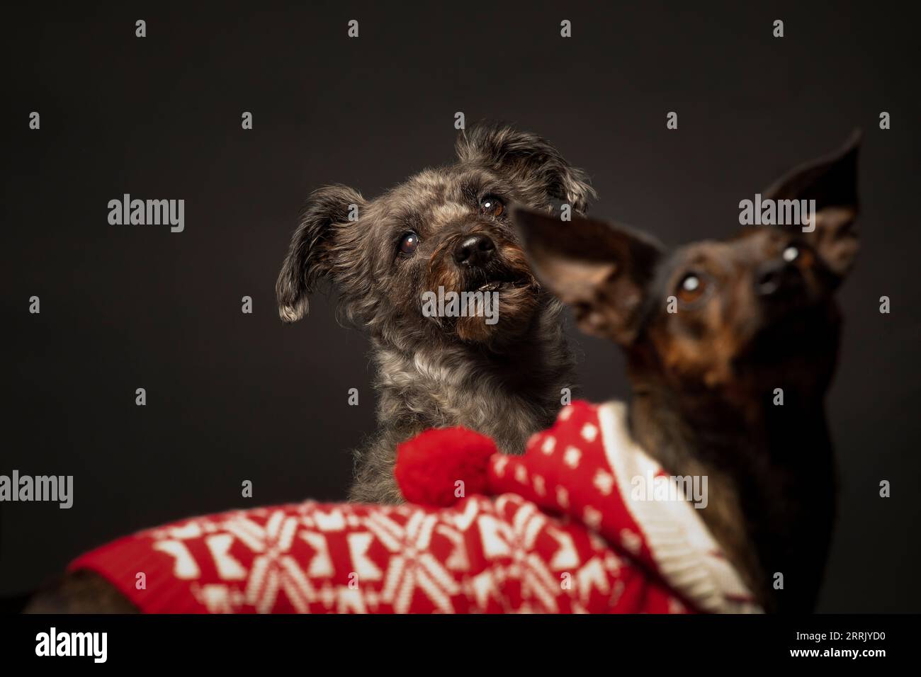 Animal welfare dogs in studio Stock Photo - Alamy