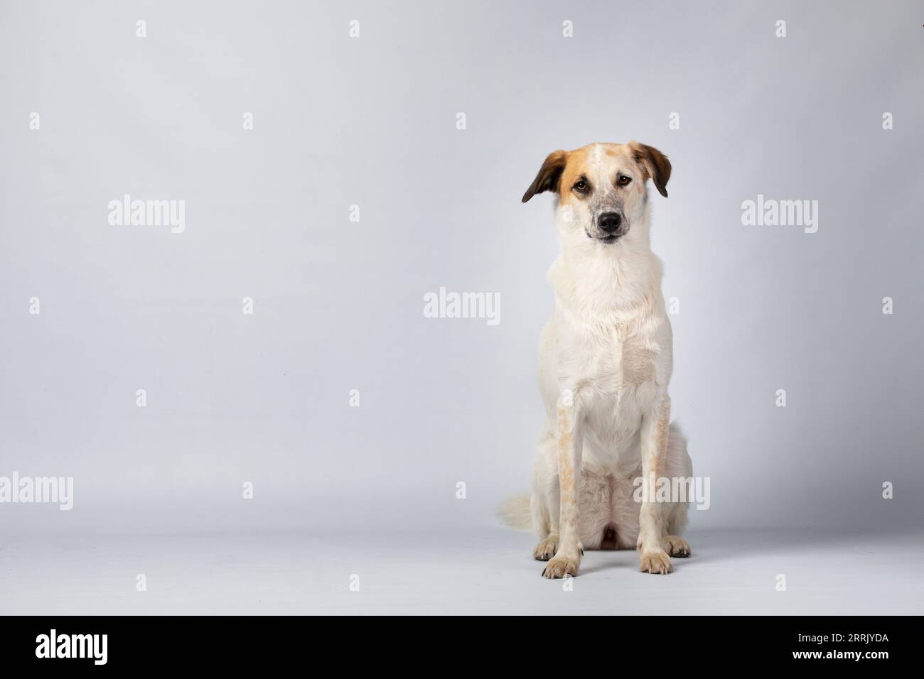 Animal welfare dog in studio Stock Photo - Alamy