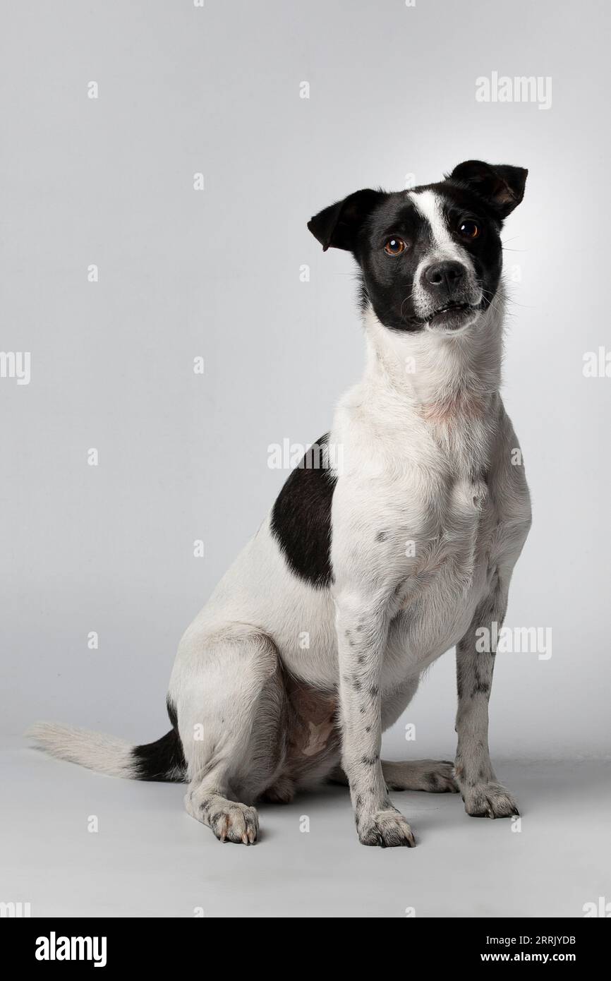 Animal welfare hi-res stock photography and images - Alamy