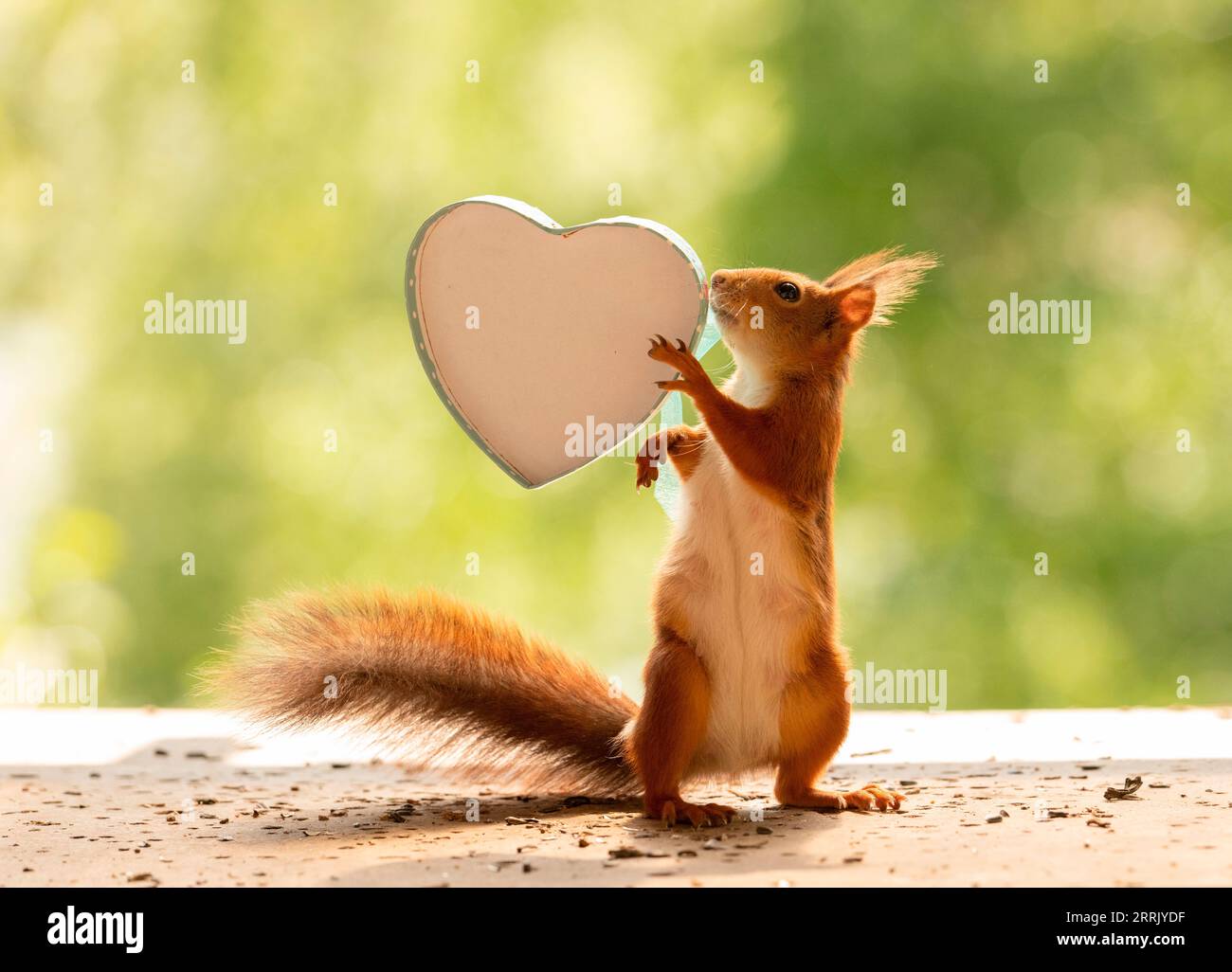 Squirrel holding heart hi-res stock photography and images - Alamy