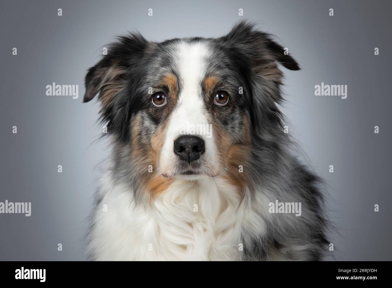 Australia Shepherd in photo studio Stock Photo - Alamy