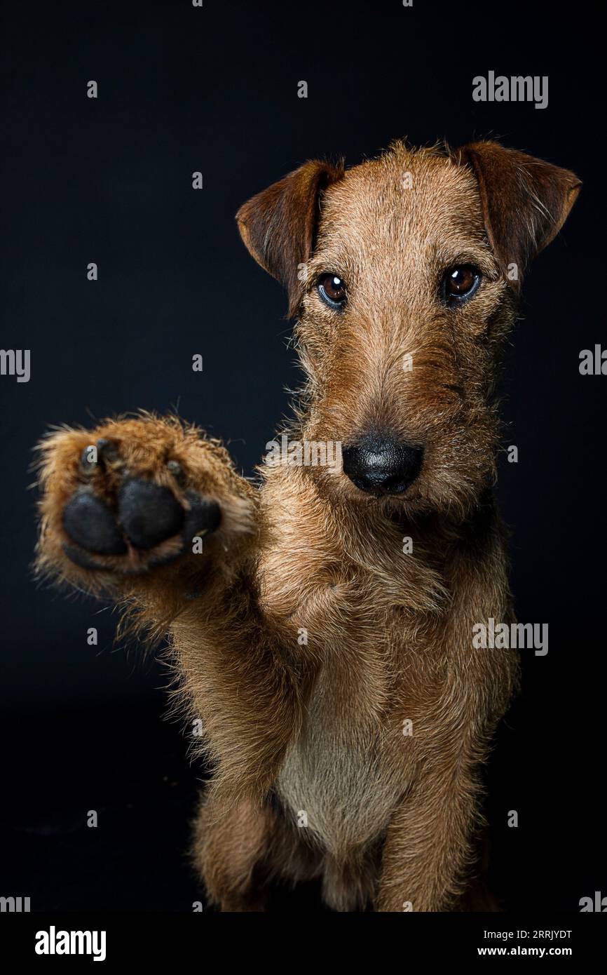 Heideterrier hi-res stock photography and images - Alamy