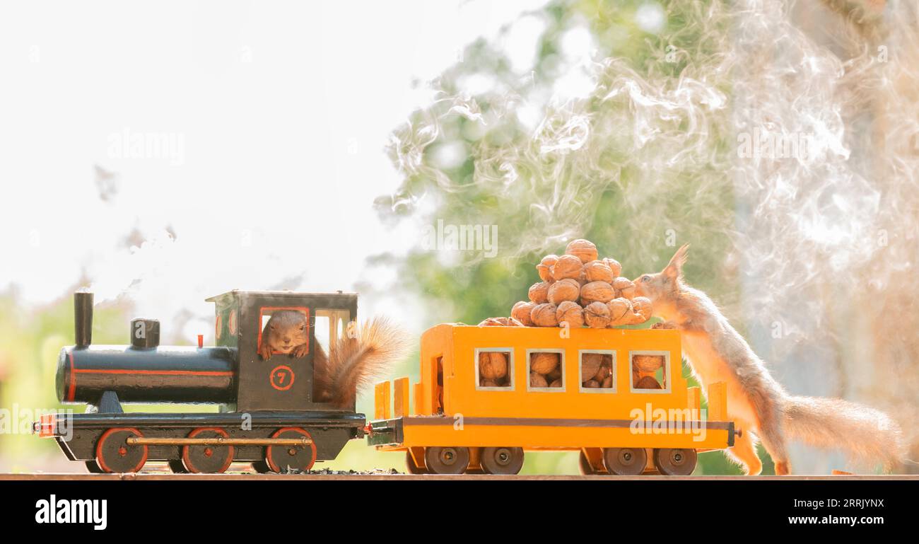 Squirrels nuts hi-res stock photography and images - Alamy