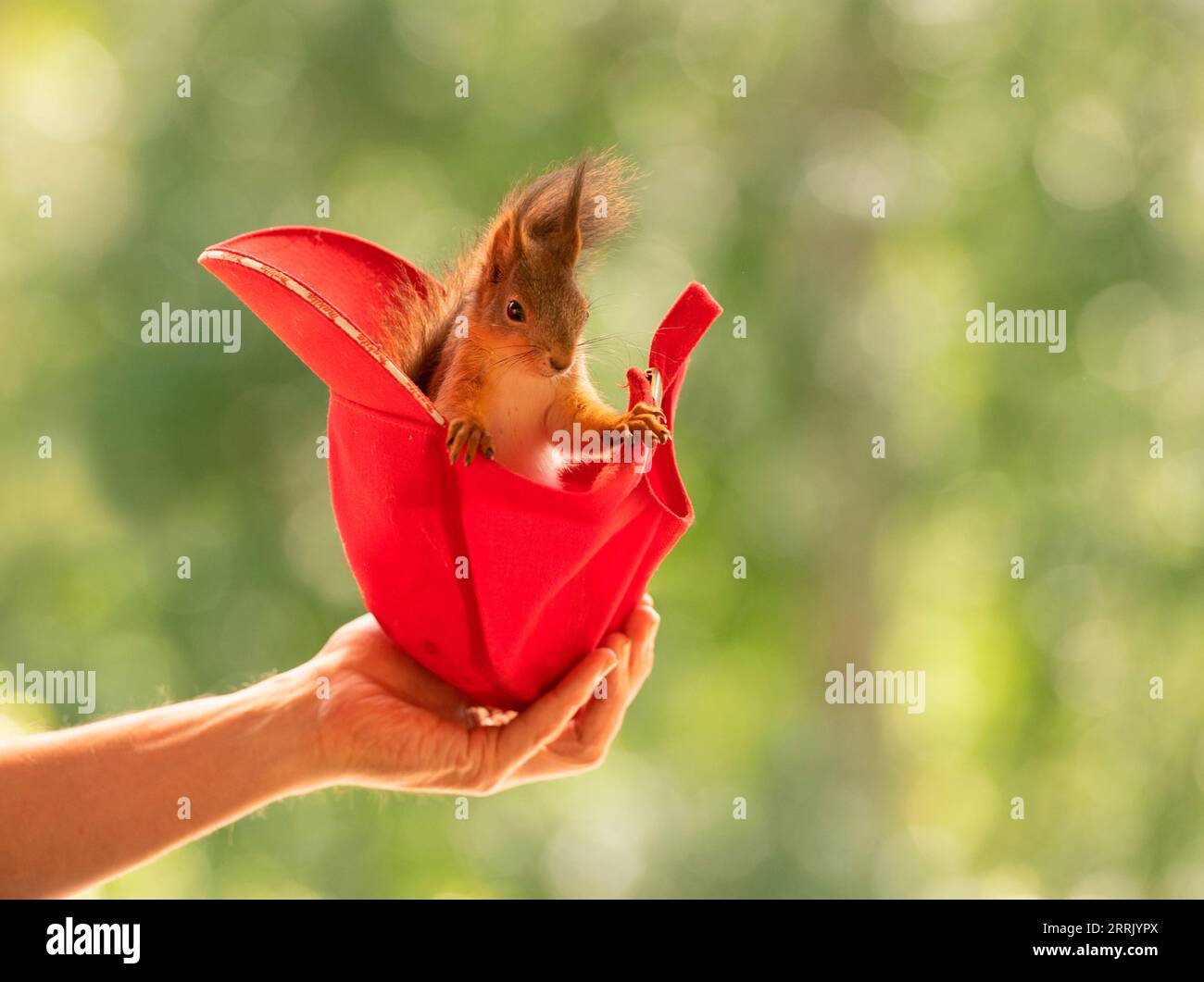 Hand in cap hi-res stock photography and images - Alamy