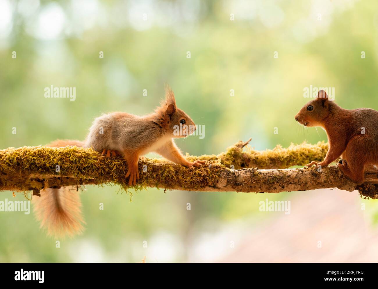 Moss on a tree branch hi-res stock photography and images - Alamy