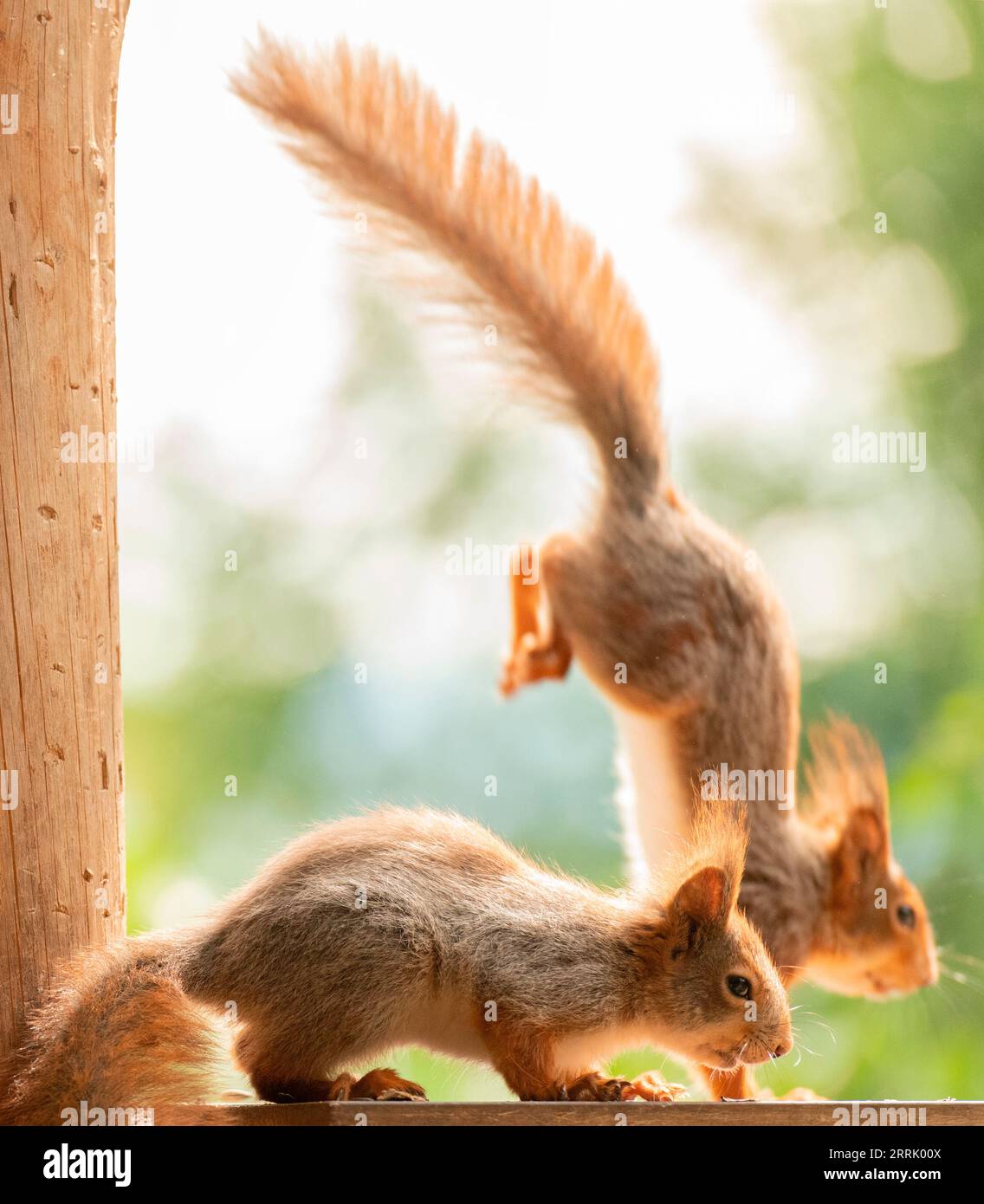Play together hi-res stock photography and images - Alamy