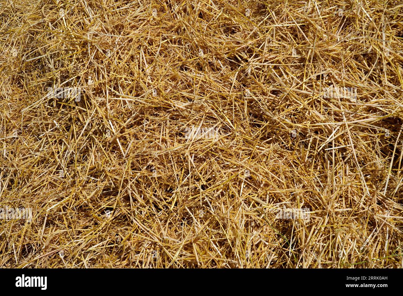 Germany, Bavaria, Upper Bavaria, Altötting, agriculture, barley field ...