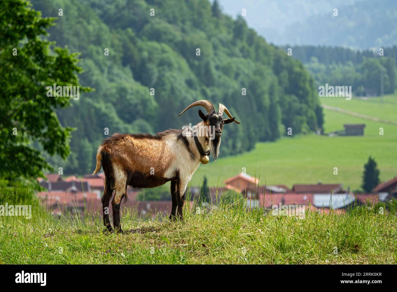 Billy goat with bell stands on a hill in Illertal, Sonthofen, Germany ...