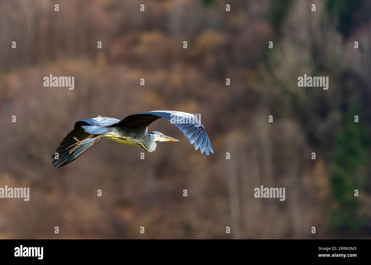 Is a species of bird in the order pelecaniformes hi-res stock ...