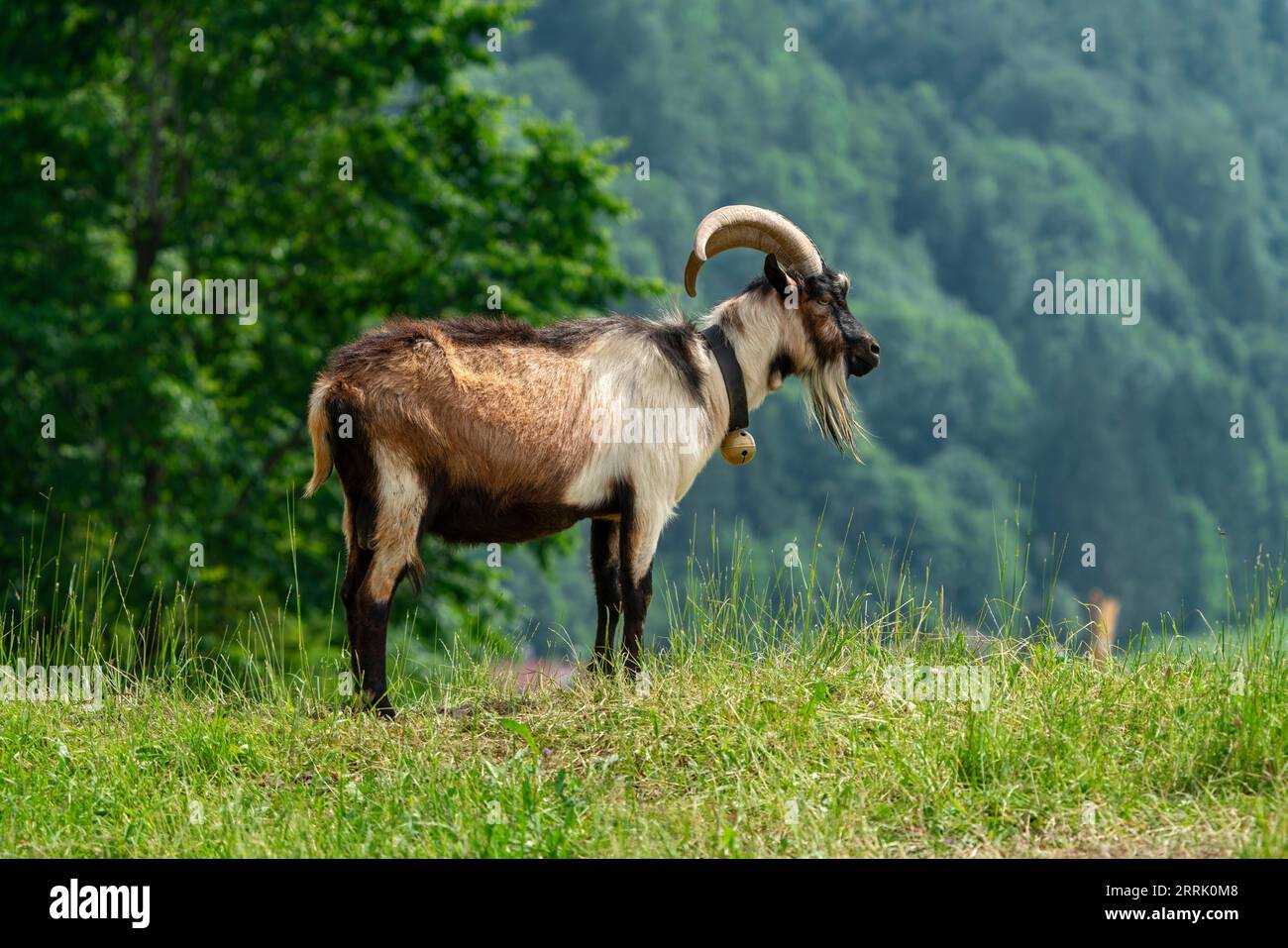 Billy goat with bell stands on a hill in Illertal, Sonthofen, Germany ...