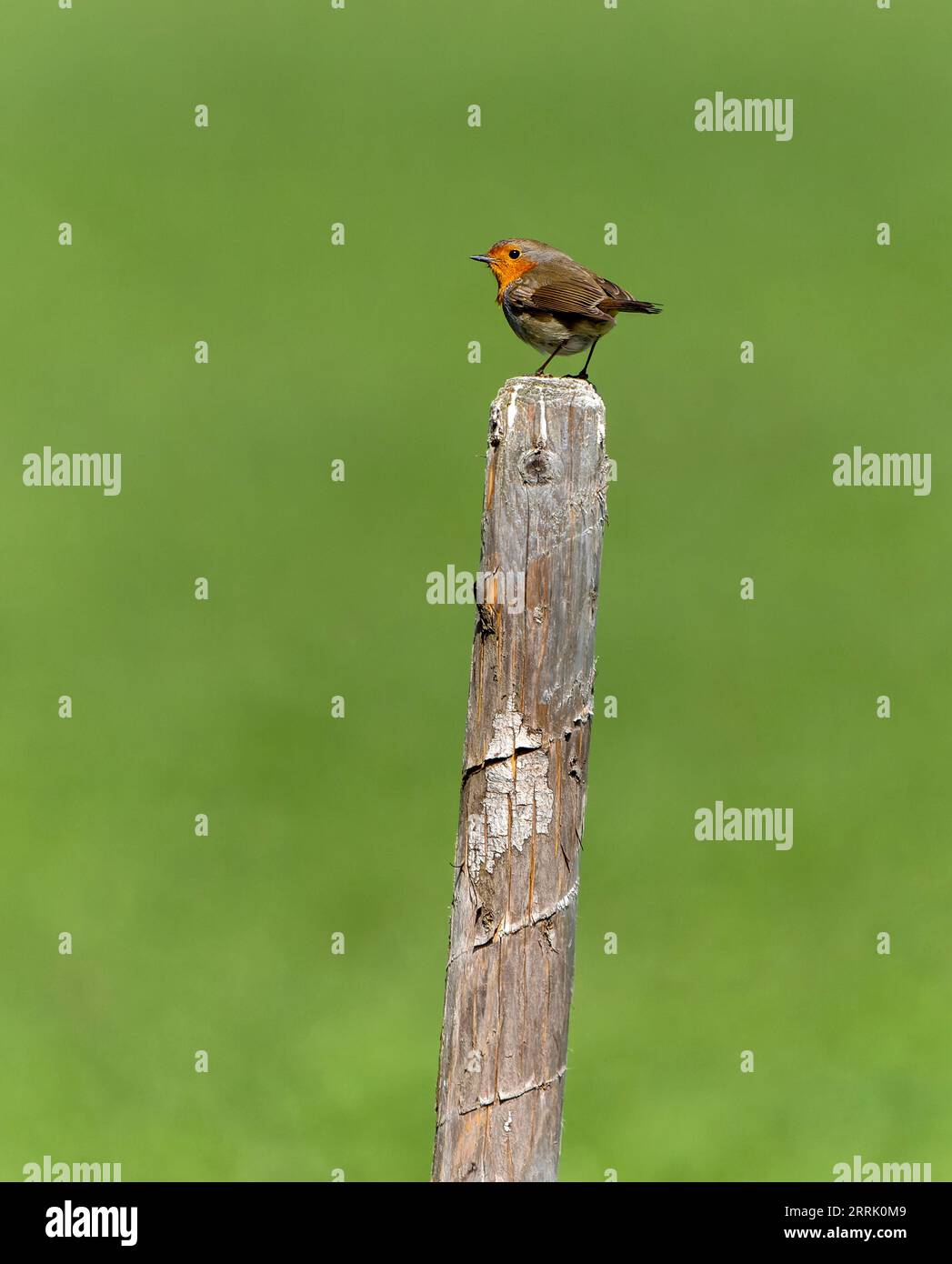 Robin sitting on a fence post, Sonthofen, Germany Stock Photo - Alamy