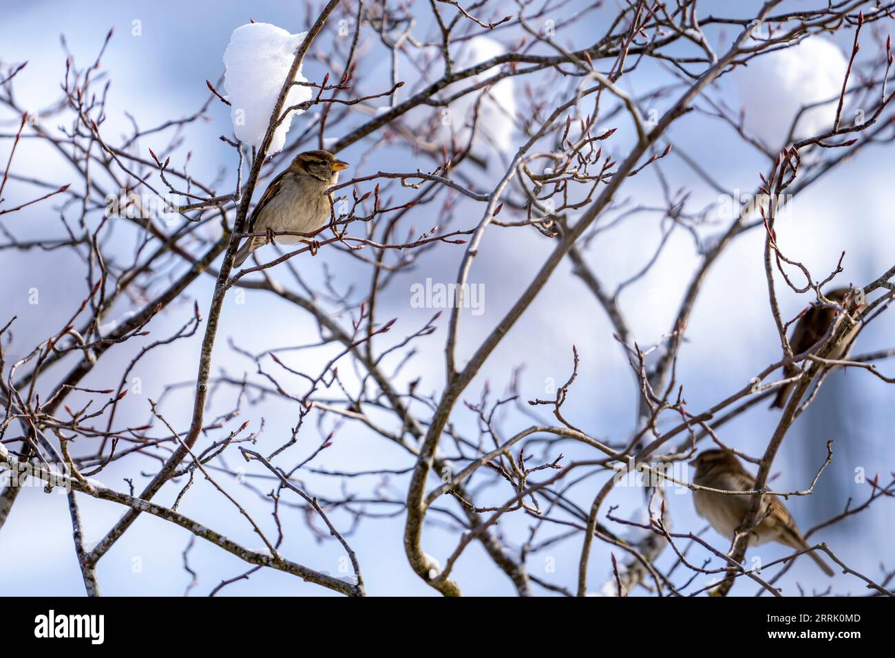 Female house sparrow winter hi-res stock photography and images - Alamy