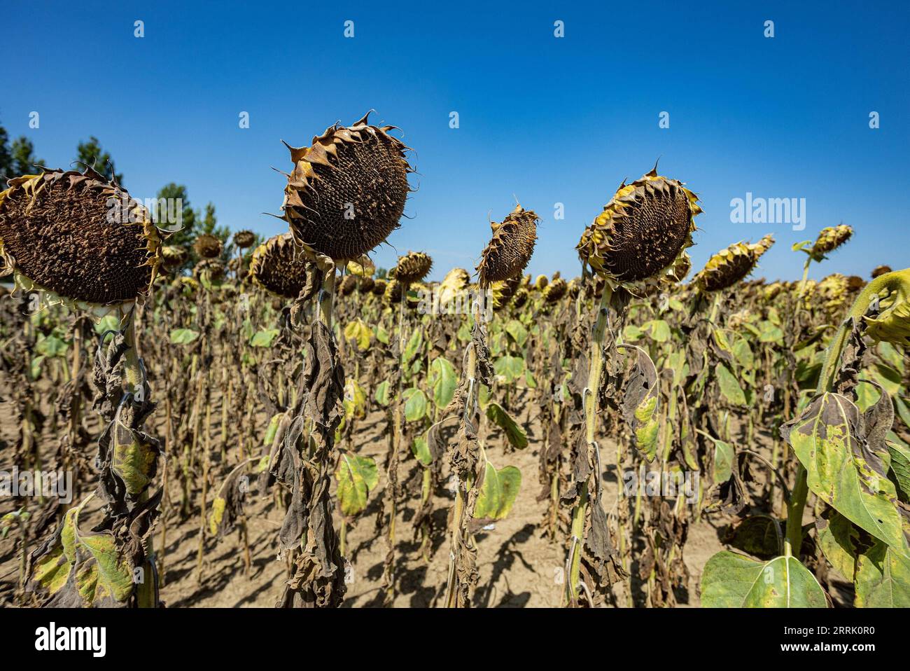Scorched crops hi-res stock photography and images - Alamy