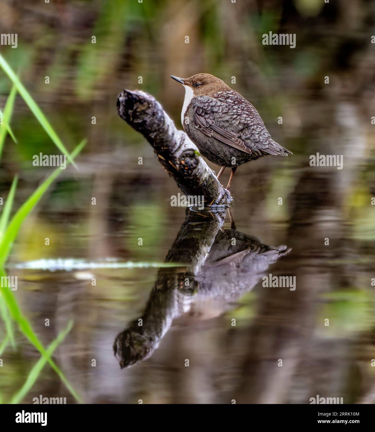 The dipper is the only representative of the dipper family that also ...