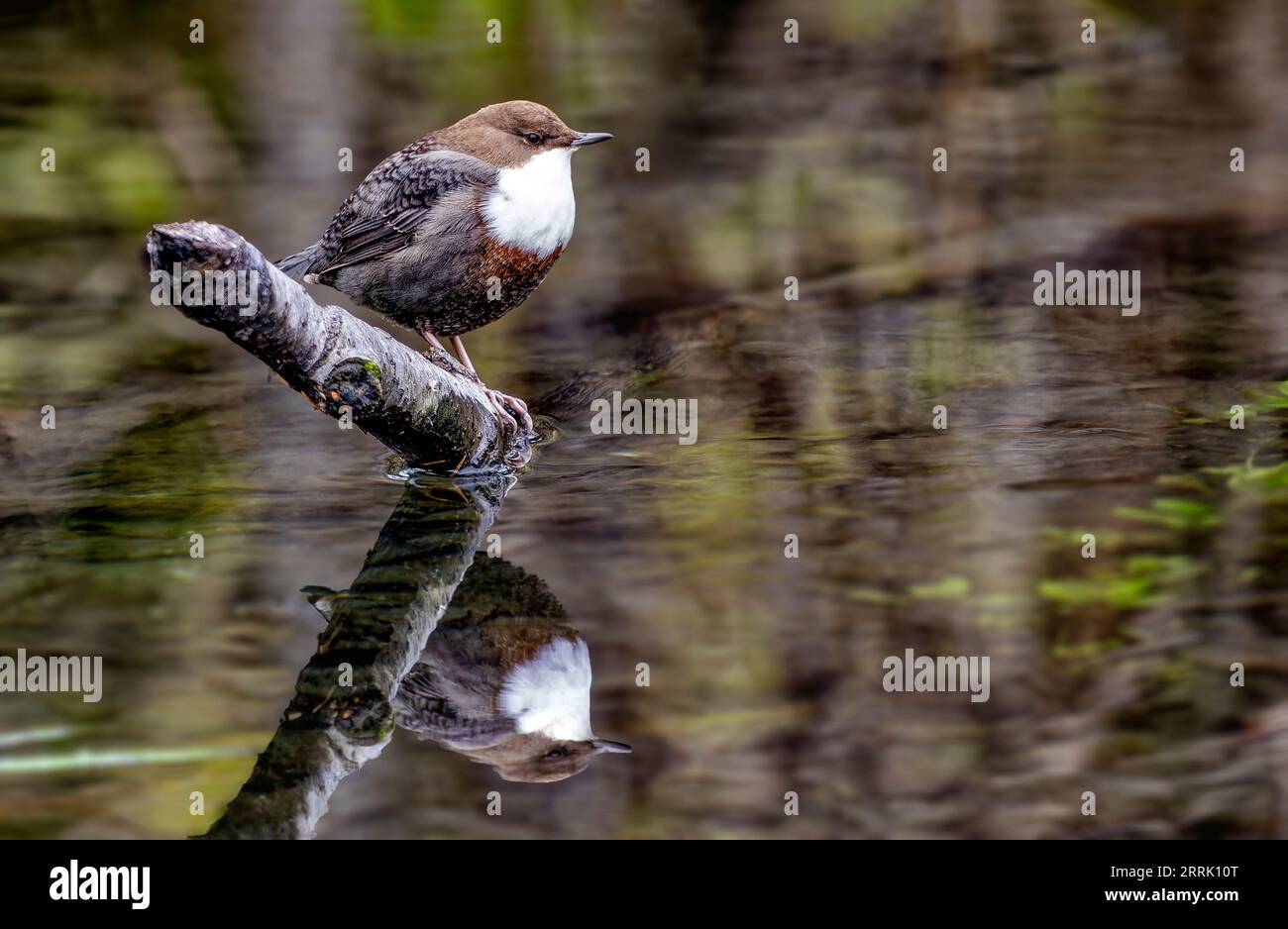 The dipper is the only representative of the dipper family that also ...