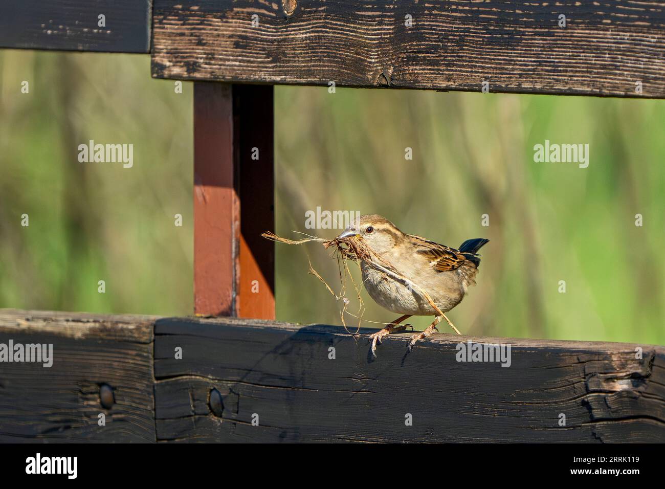 The house sparrow, also called sparrow or house sparrow, is a species ...