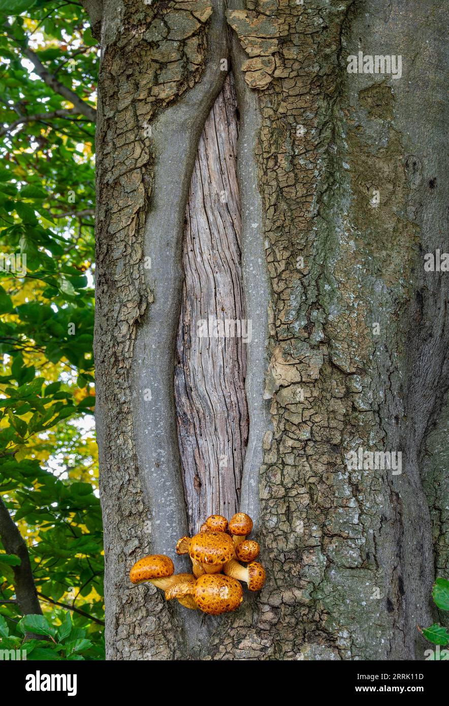 Mushroom, brown mottled rot, Strophariaceae, Neuffen, Germany Stock ...