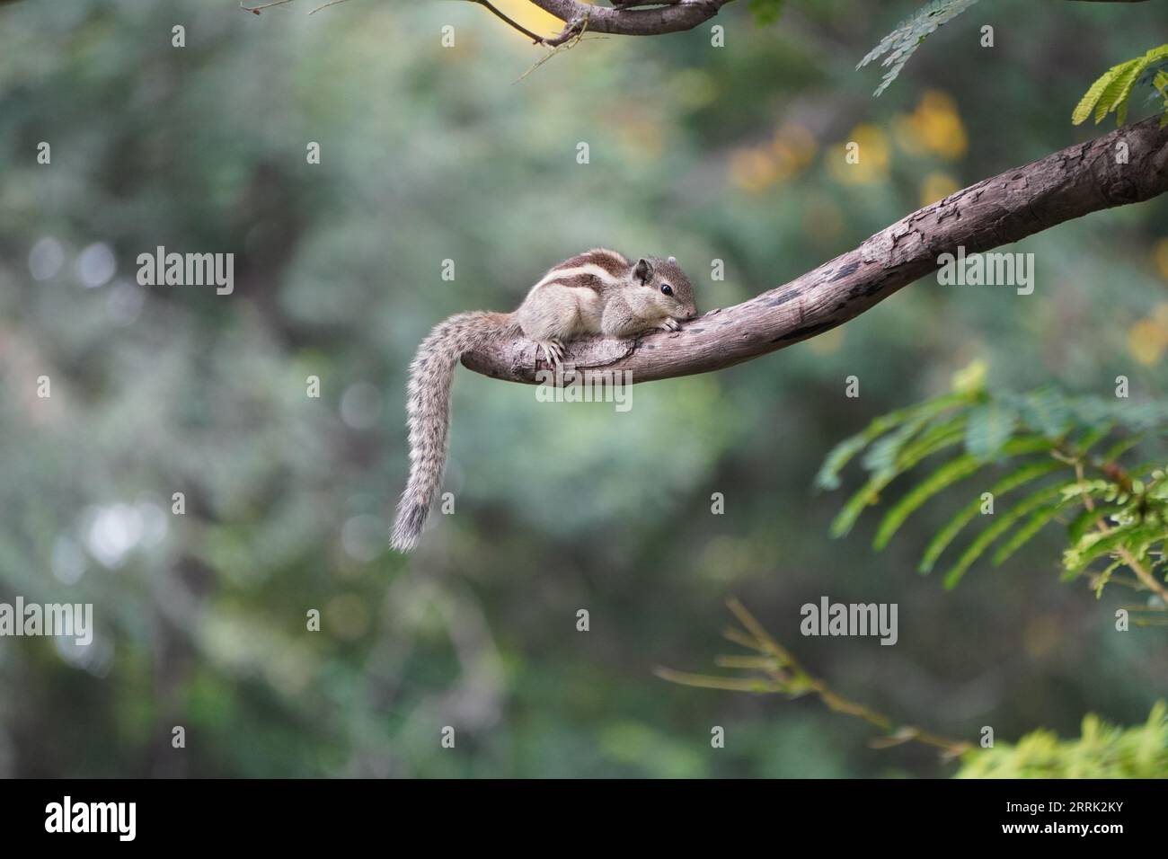 A Cute Indian palm squirrel seat on tree branch. Brown Chipmunk Stock ...