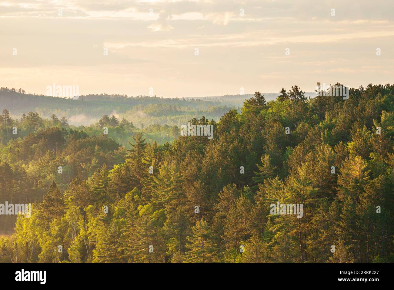 Hills with pines on a foggy morning during autumn in northern Minnesota ...