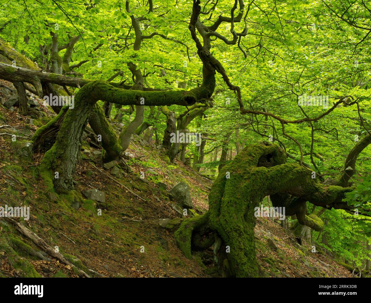 Wild tree shapes hi-res stock photography and images - Alamy