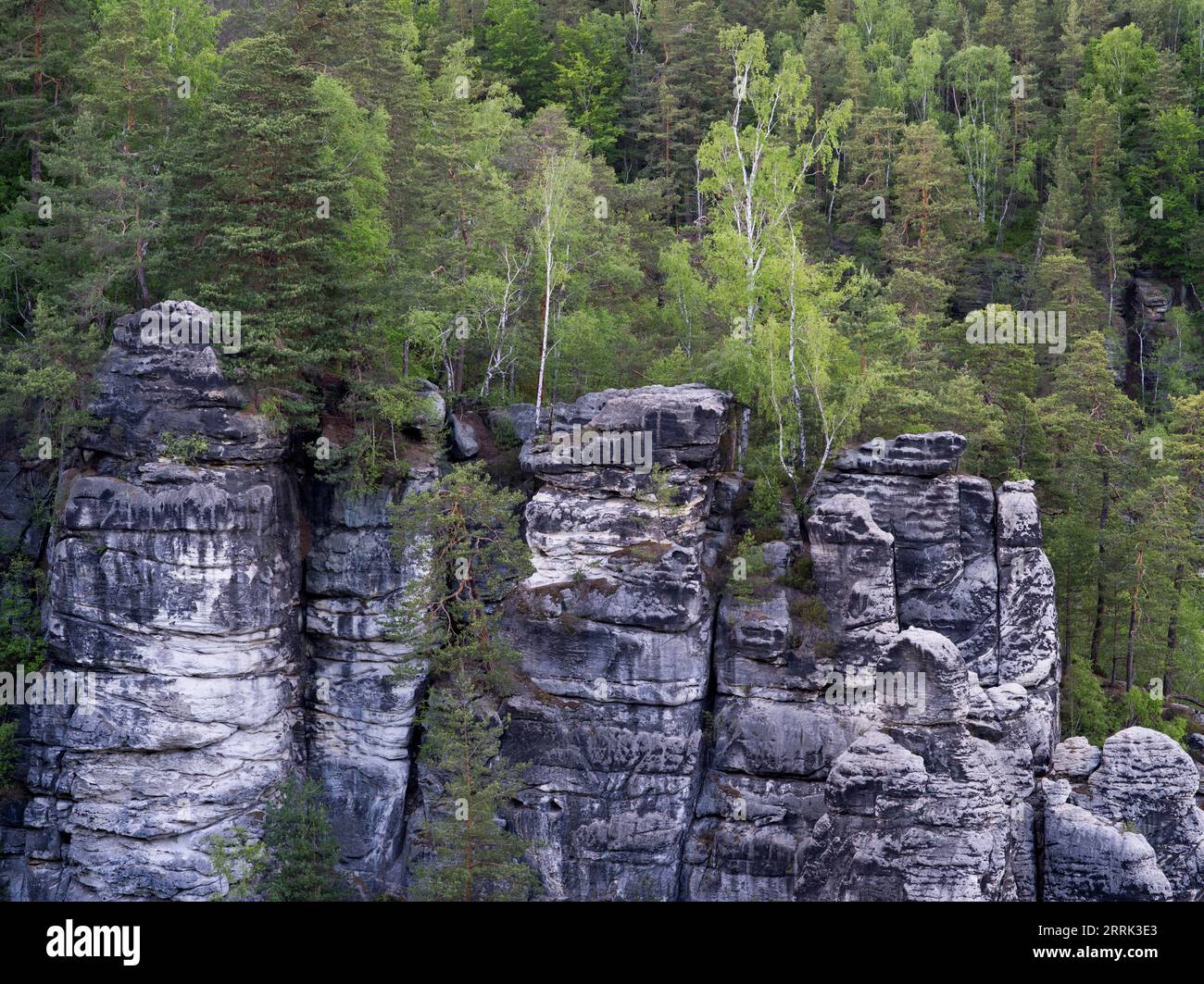 Sandstone rock trees in hi-res stock photography and images - Alamy
