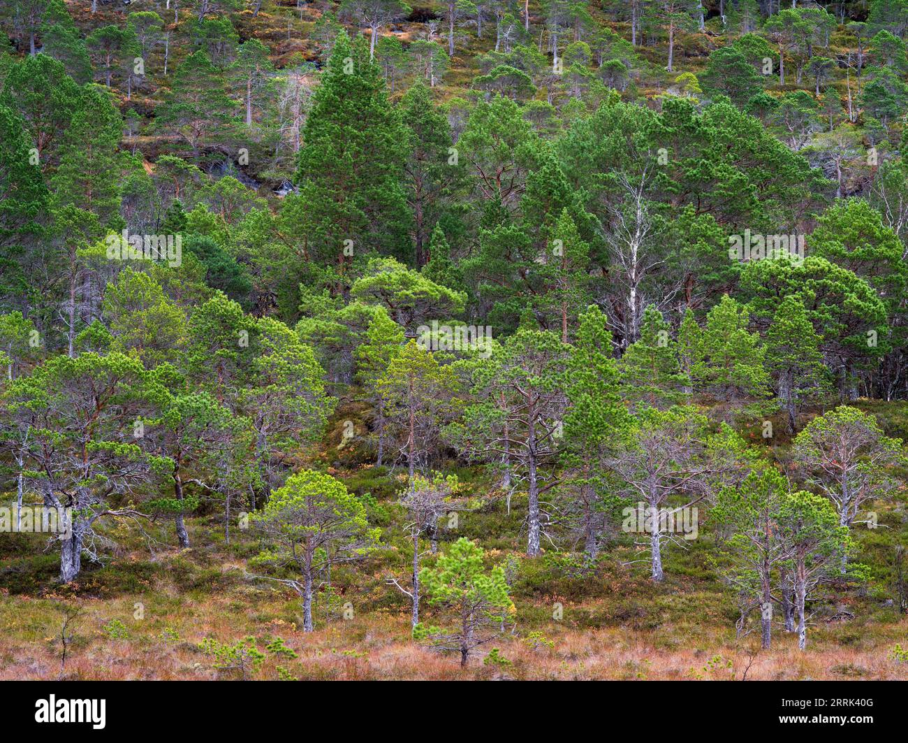 Coastal forest north of Bodö, Norway Stock Photo - Alamy