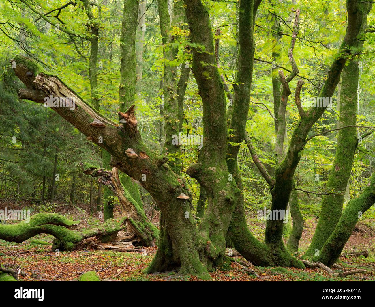 Old beech trees in forest Rold Skov, Denmark Stock Photo - Alamy