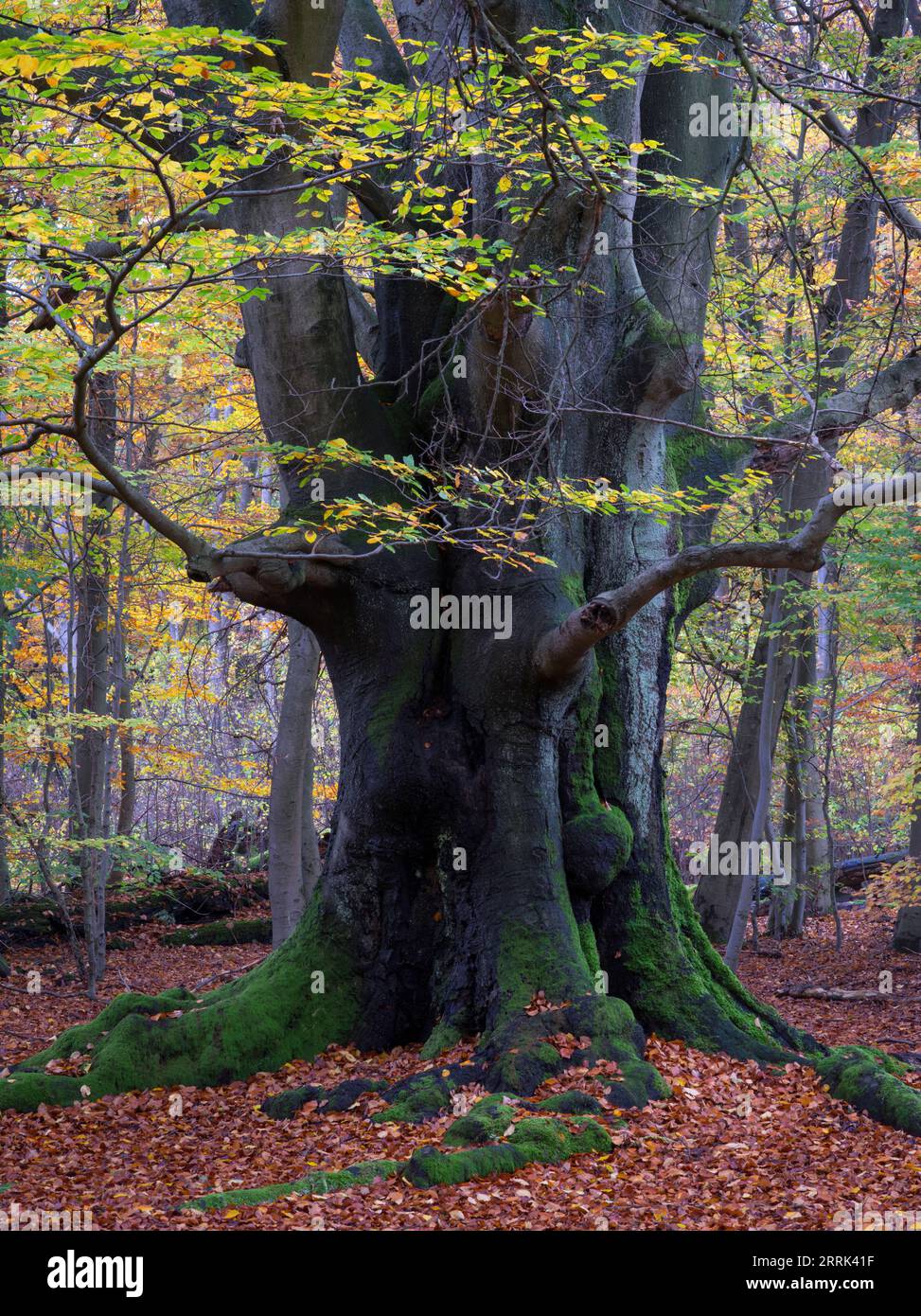 The sababurg in reinhardswald hi-res stock photography and images - Alamy