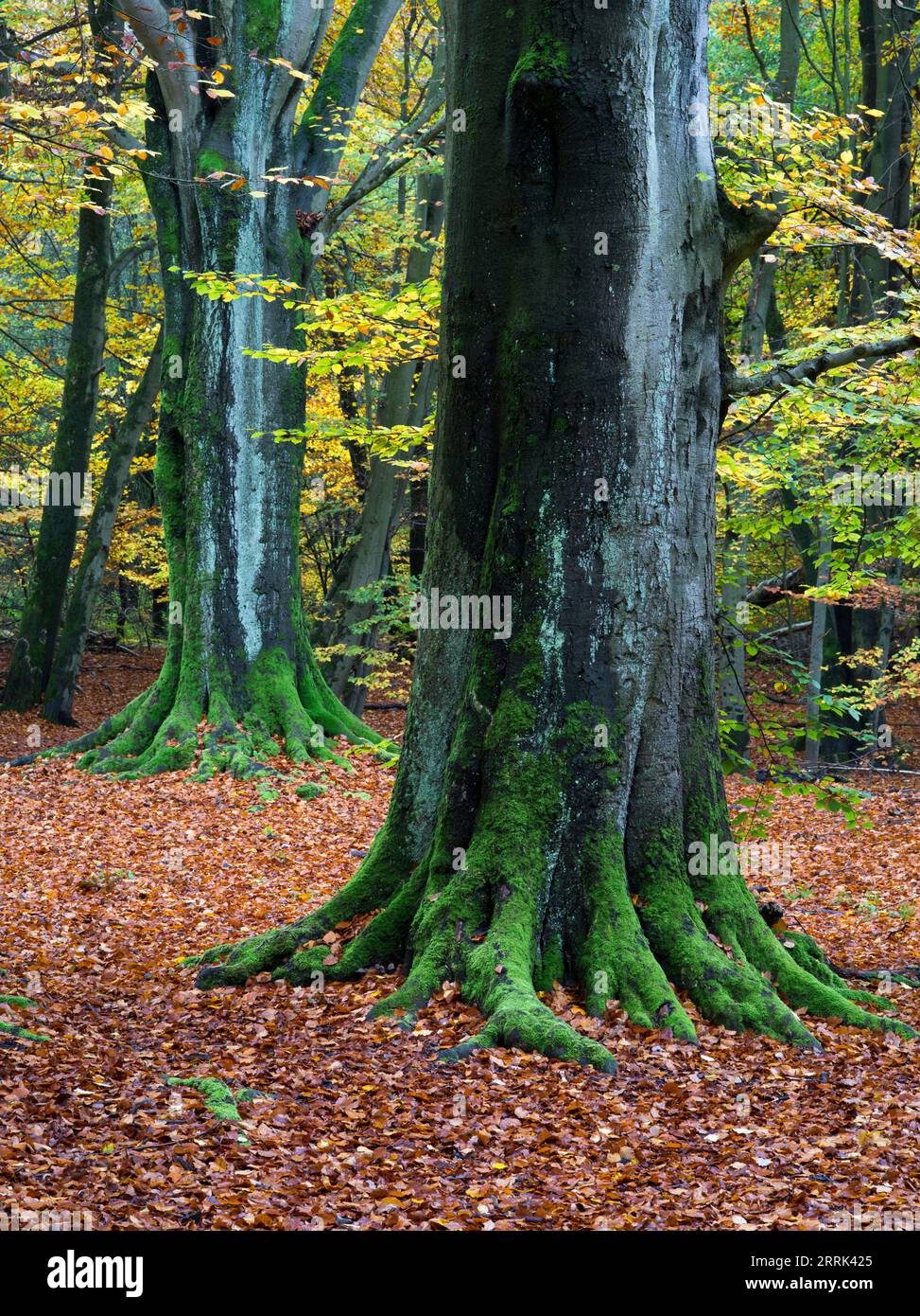 Beech trees in autumn, primeval forest Sababurg, Reinhardswald Stock ...