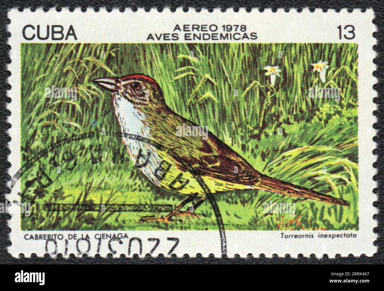 A postage stamp printed in CUBA shows bird Zapata Sparrow (Torreornis ...