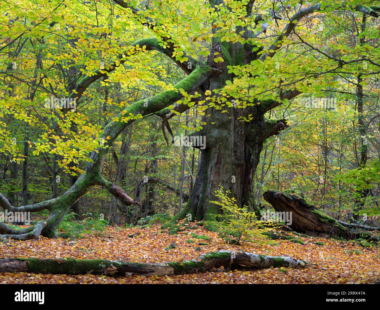 Primeval forest tree hi-res stock photography and images - Alamy