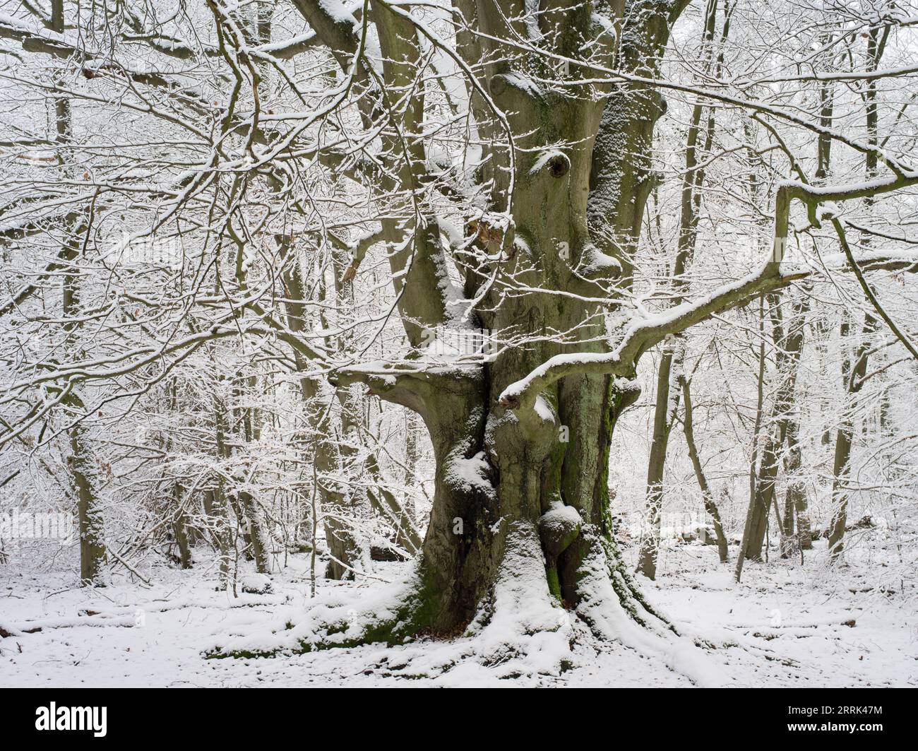Willow beech in winter, primeval forest Sababurg, Reinhardswald Stock ...