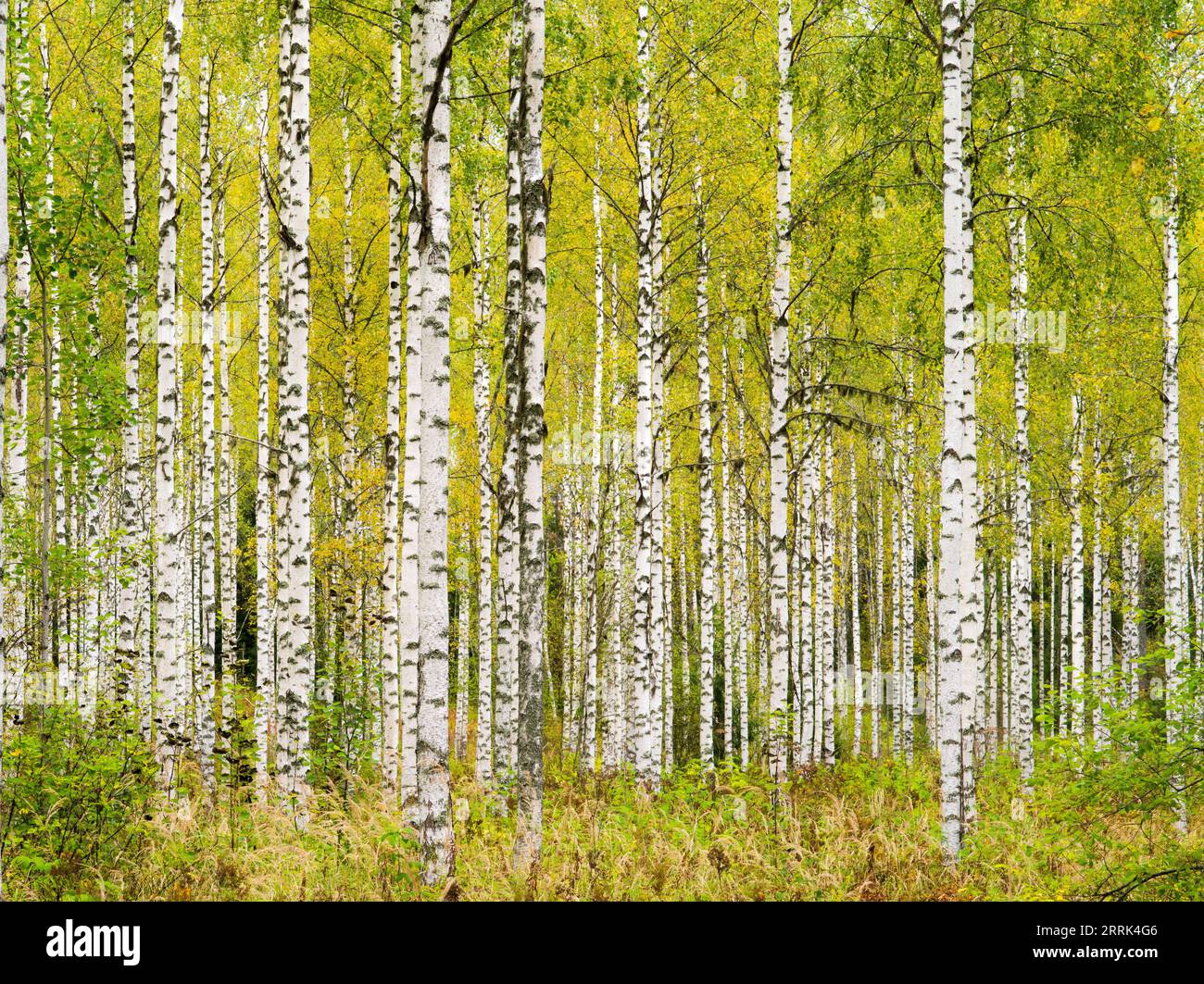 Isojarvi national park hi-res stock photography and images - Alamy