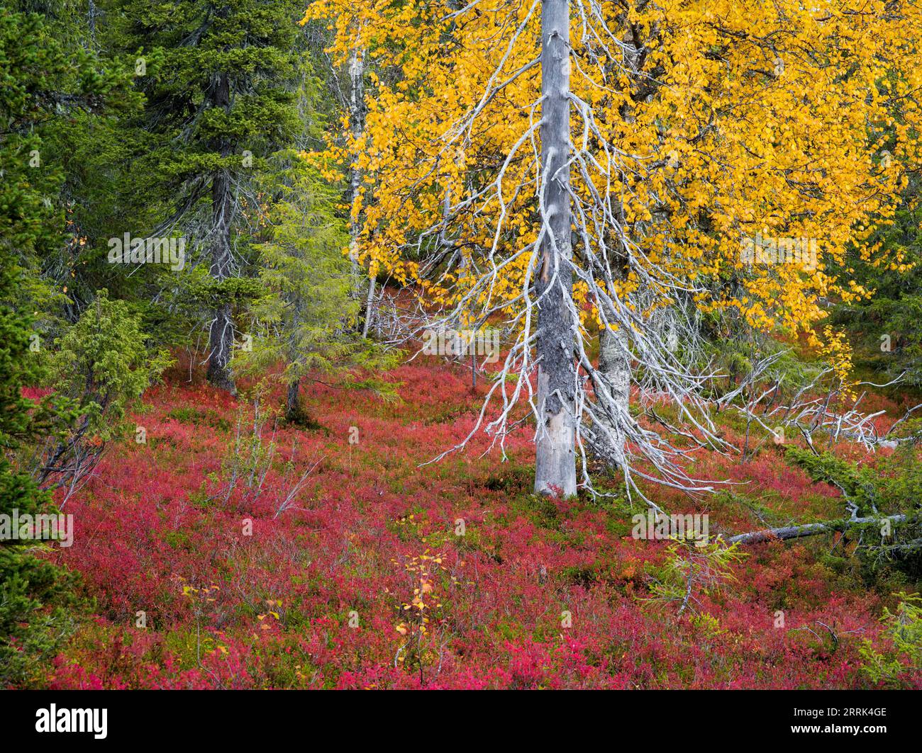 Autumn color in Riisitunturi National Park, Finland Stock Photo - Alamy