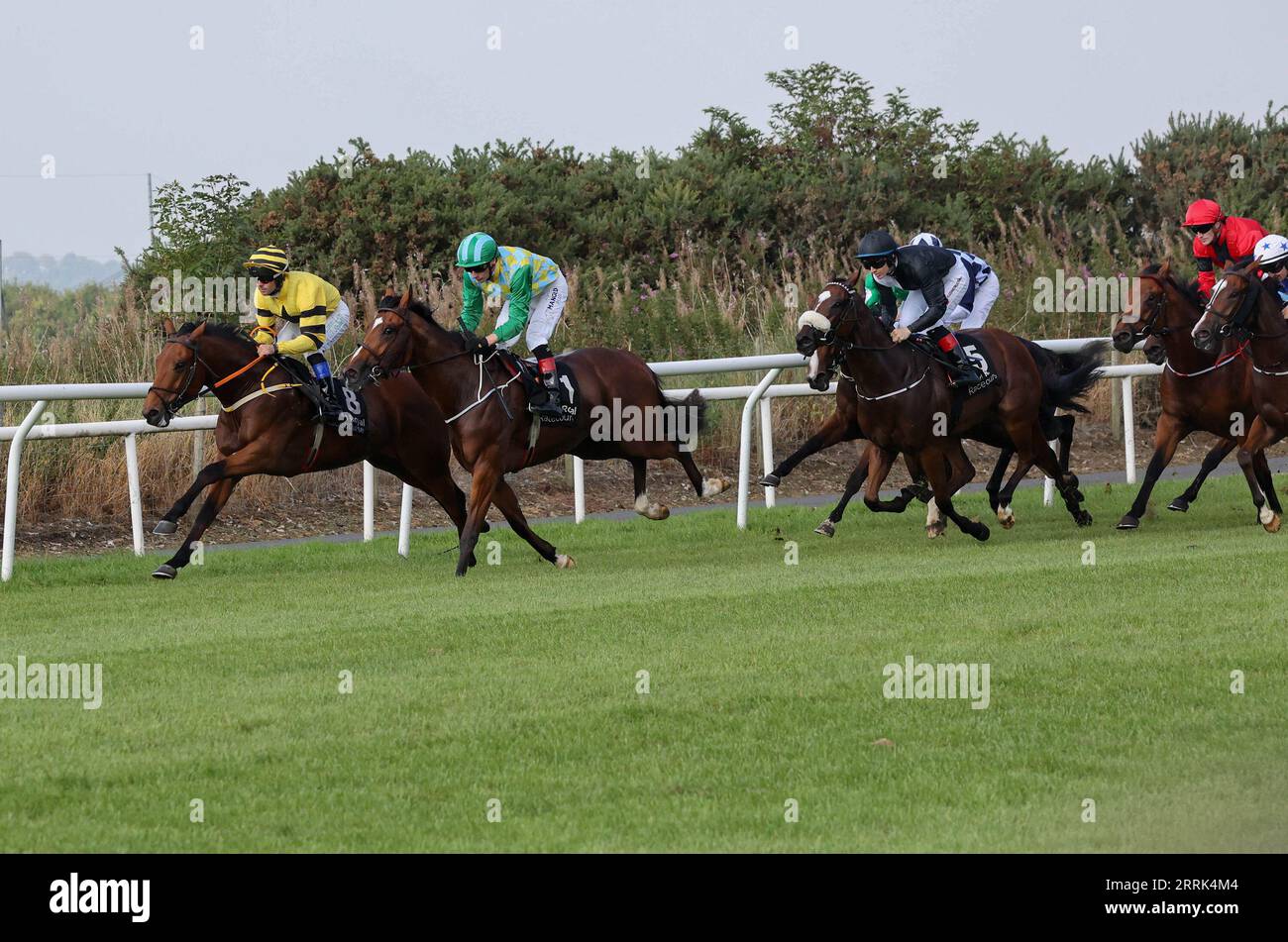 Horseracing down royal 2023 hi-res stock photography and images - Alamy