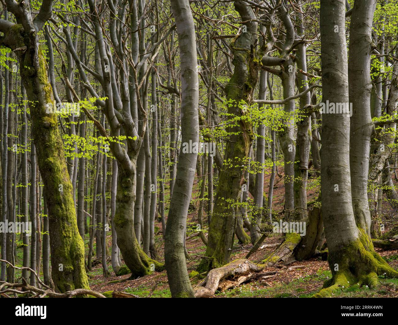 Trees at Kreuzberg, Bavarian Rhön Nature Park Stock Photo - Alamy