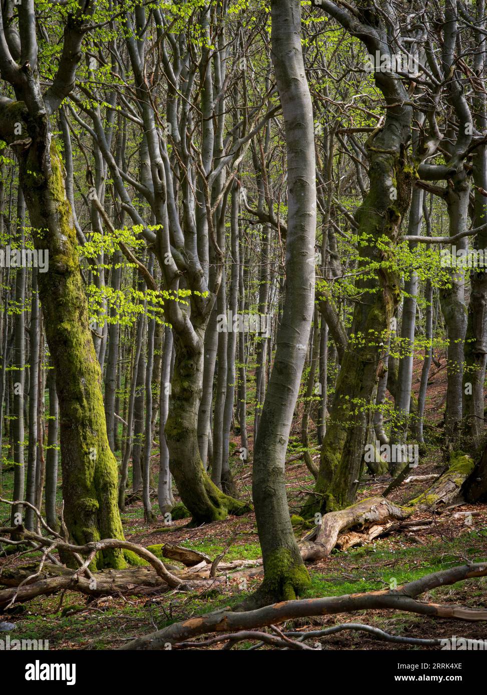 Trees at Kreuzberg, Bavarian Rhön Nature Park Stock Photo - Alamy